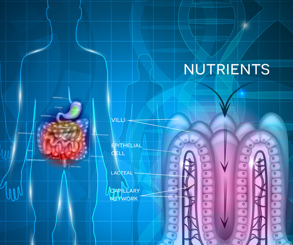 Unlocking the Secret to Effective Immune Support: Why Absorption Is th ...